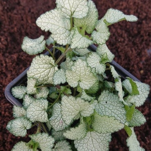 Silver Beacon Lamium Spotted Dead Nettle Ground Cover Perennial Flowers ...
