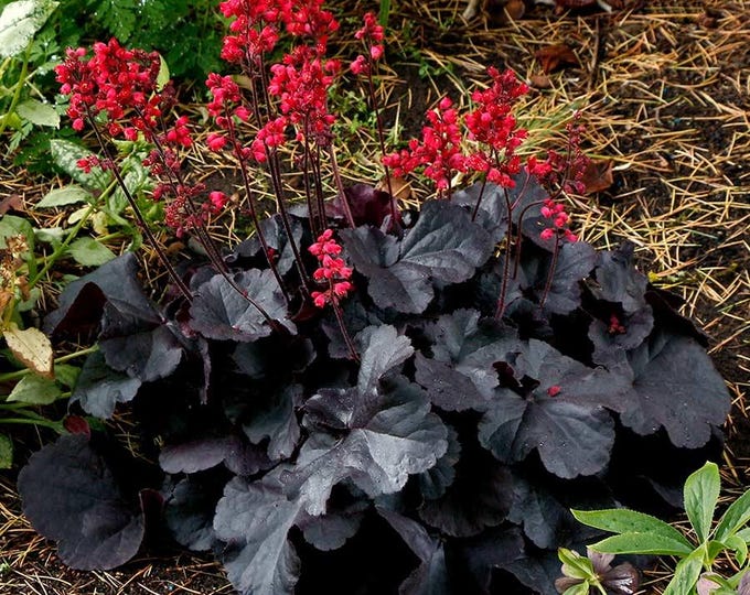 SUPER SALE - 2 PACK Heuchera Black Forest Cake With Flowers Perennial ...