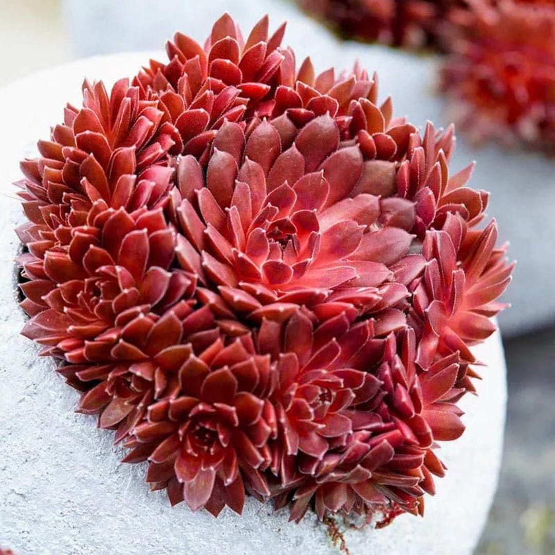 PRE-ORDER SALE - Royal Ruby Hen and Chick Sempervivum - Etsy