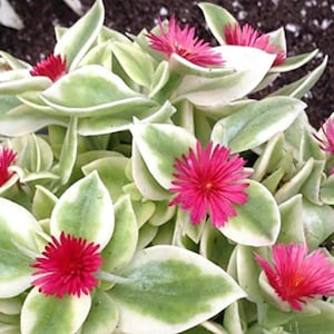 Baby Sun Rose Succulents House Plants Live Plant NEW - Etsy