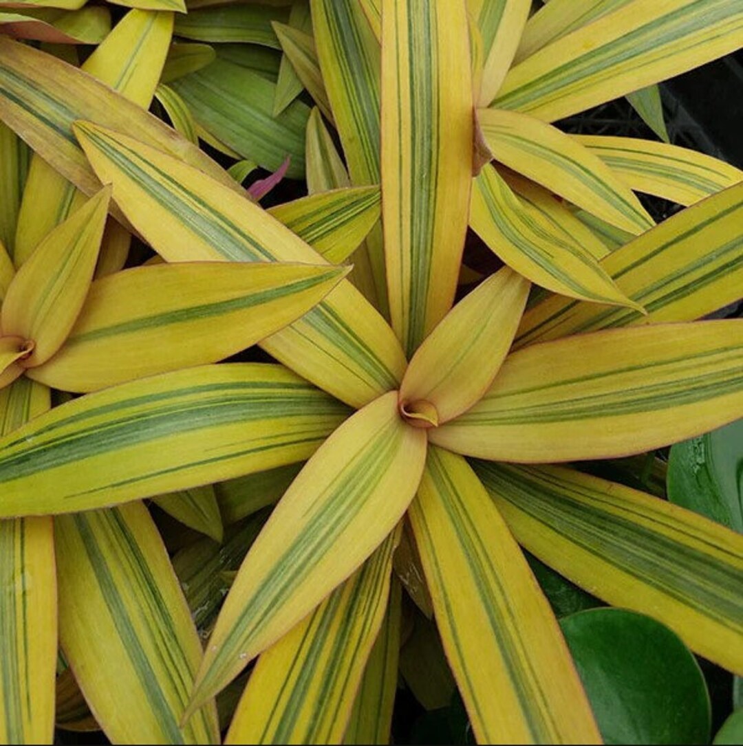 Sitaras Gold Tricolor Tradescantia Zebrina Variegata Pallida House ...