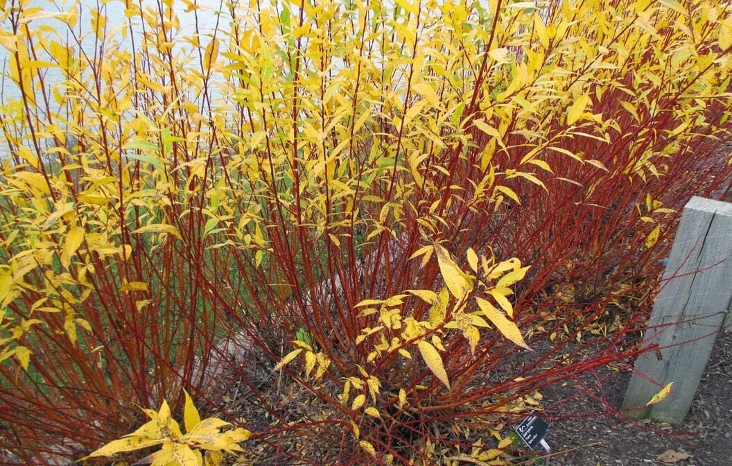 Salix FLAME Willow Tree Bush Shrub Privacy Fence Live Plants - Etsy