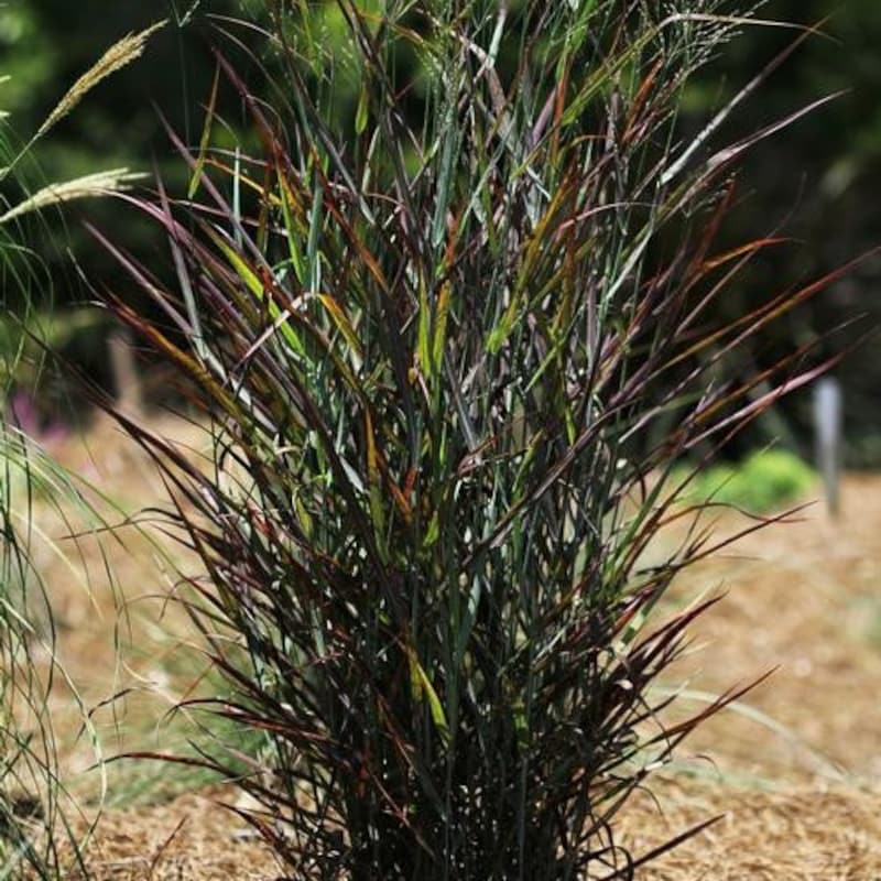 Switch Grass - Etsy