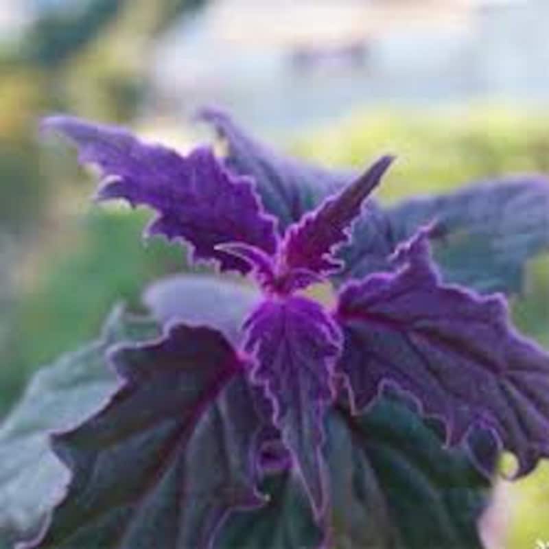Rare Indoor Purple Plants - Etsy