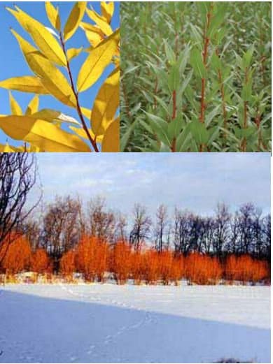 Cuttings Flame Willow Tree Salix Shrubs Fresh Flower Stems | Etsy