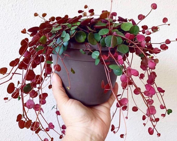 Ruby Cascade Peperomia Trailing Houseplant Live Plants 2.5" X 4" Inch ...
