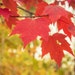 Red Maple Cuttings Fresh Unrooted Plant Cut on Order. May Be Dormant ...