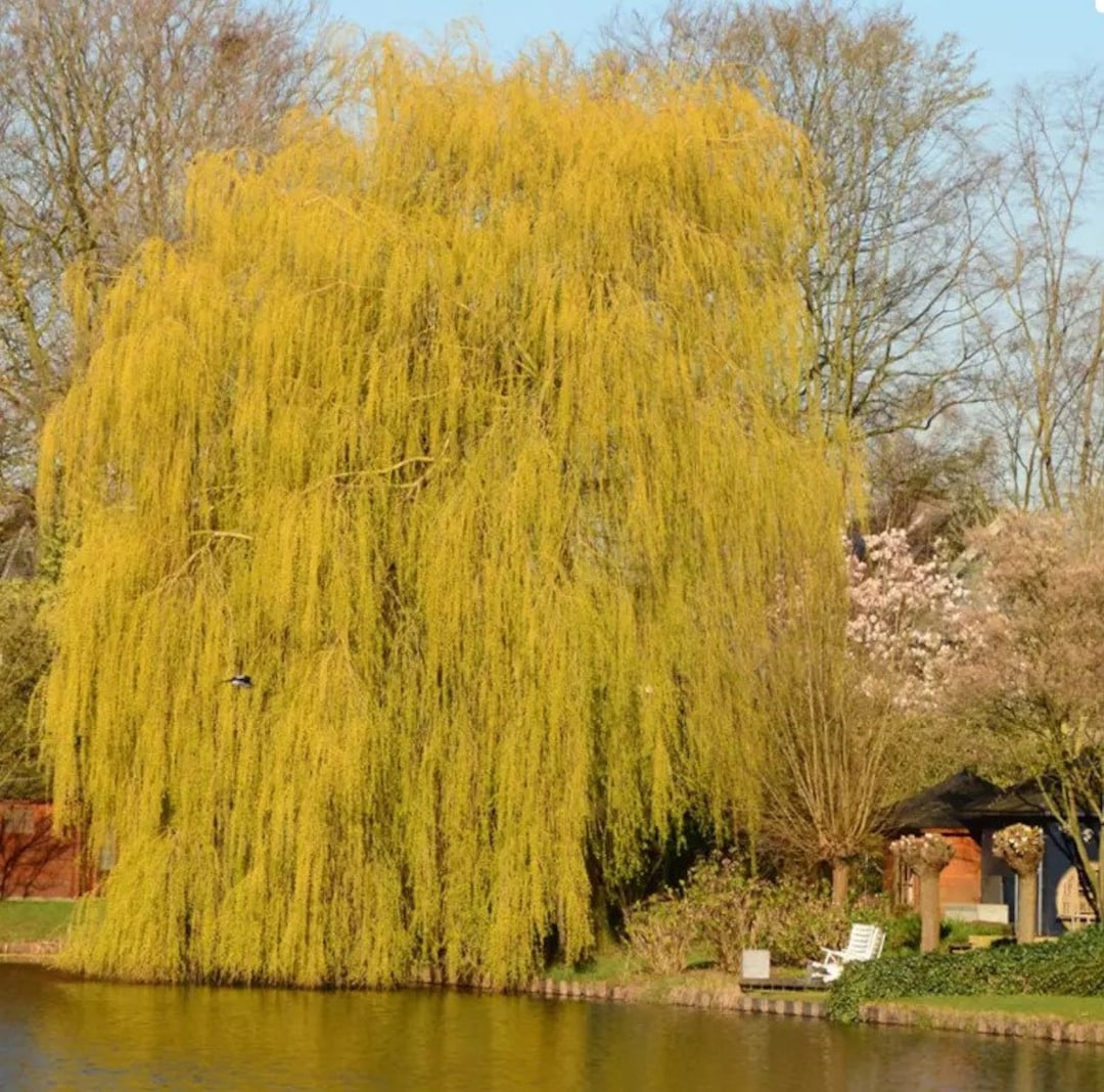 Golden Weeping Willow Cuttings Tristis Salix Fresh Cut Stems Upon Order ...