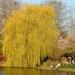 Cuttings Flame Willow Tree Salix Shrubs Fresh Flower Stems Upon Order ...
