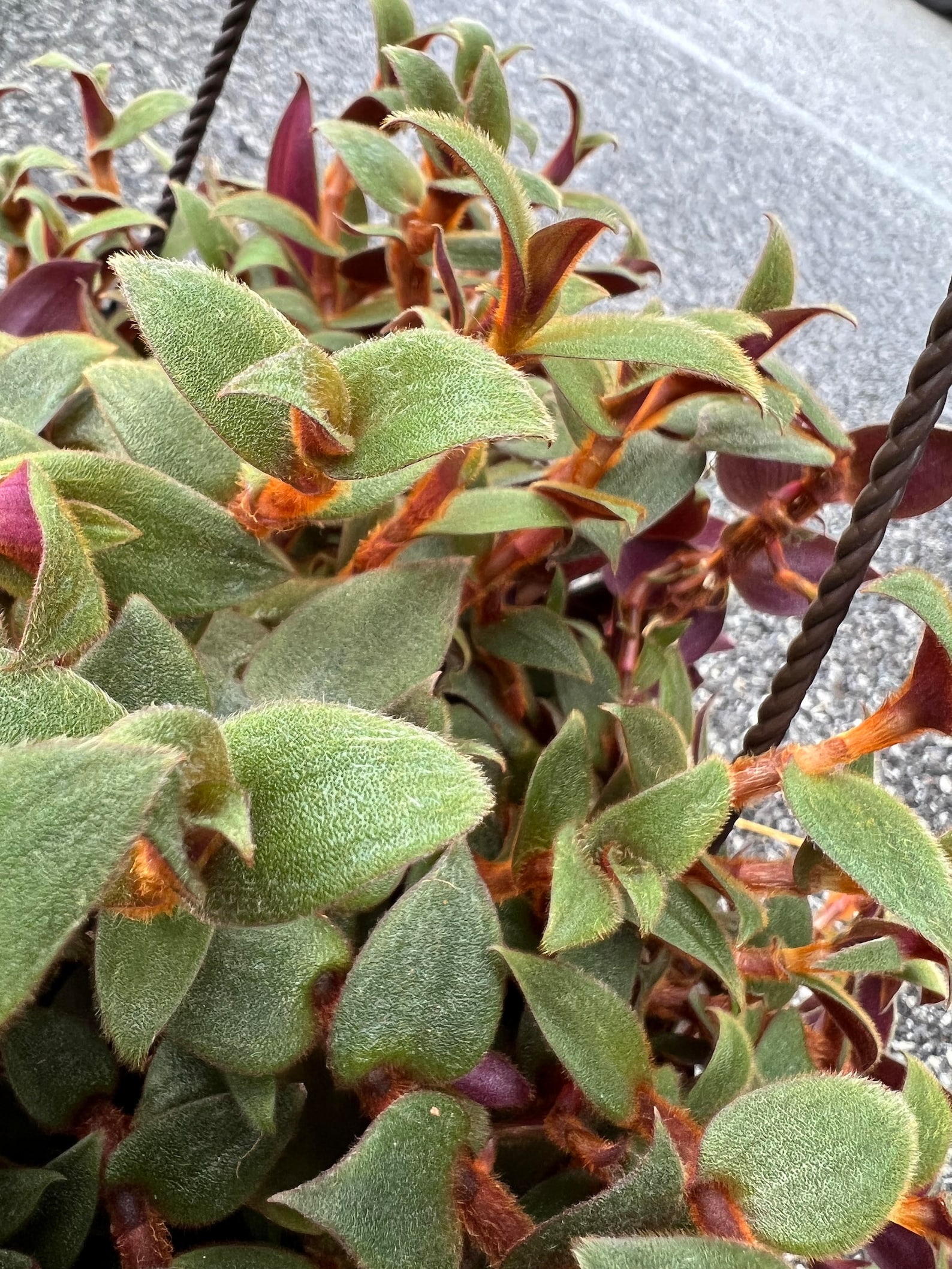 3 Rare Brown Teddy Bear Vine Cuttings Tradescantia House Plants ...