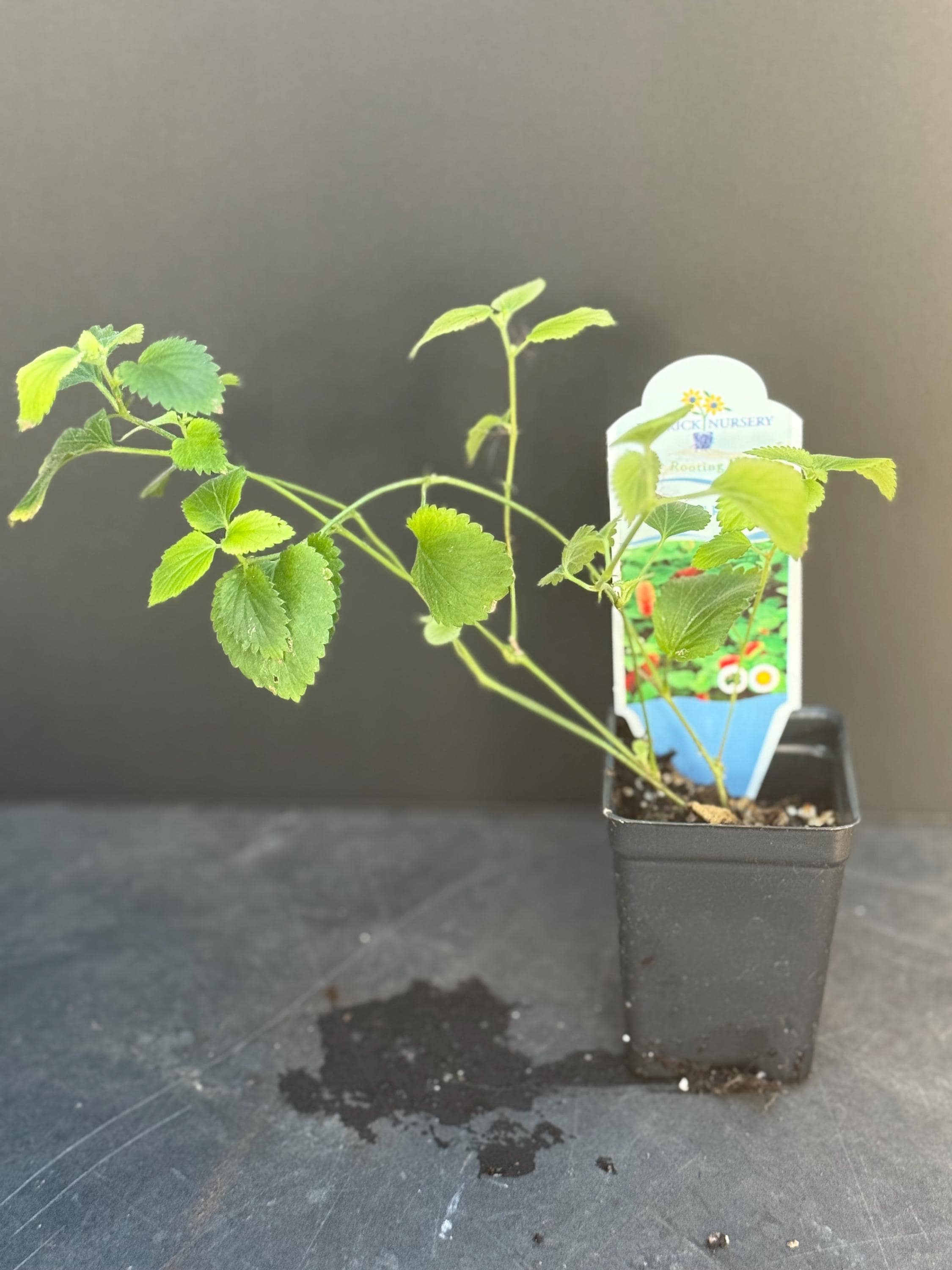 Strawberry Red Firetail Chenile Tropical Vine Starter Plant House Plant ...