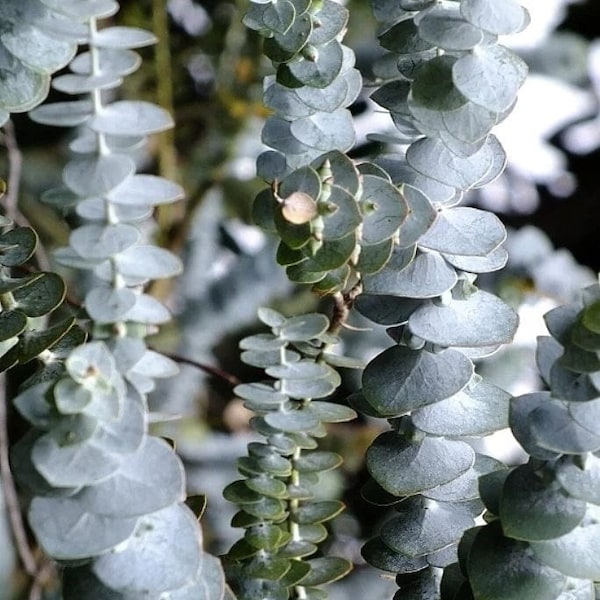 Live Eucalyptus Plant - Etsy
