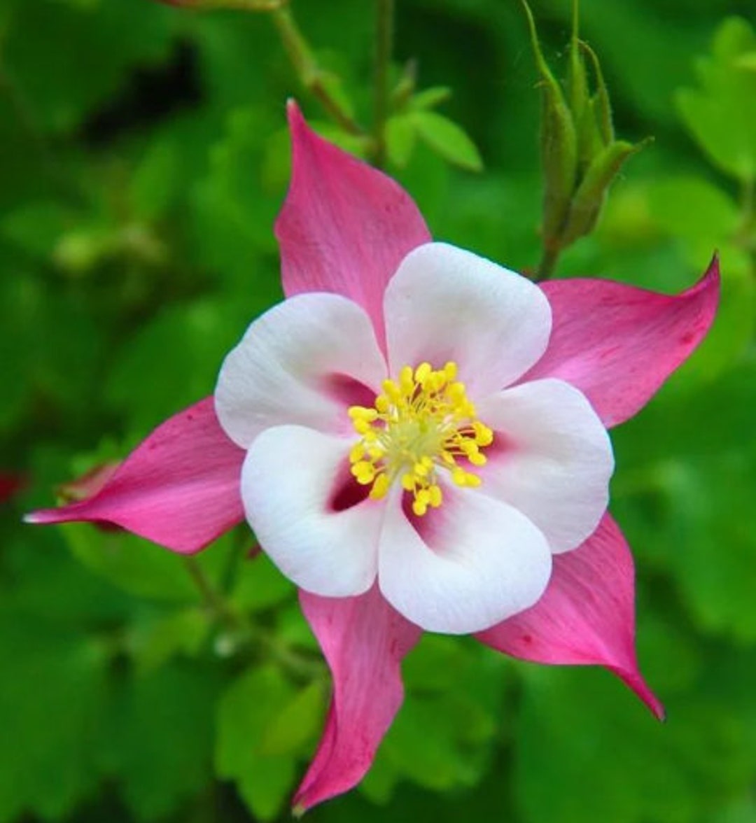 Rose N Pink Columbine Flowers Perennial Ornamental 1 Live Plant ...