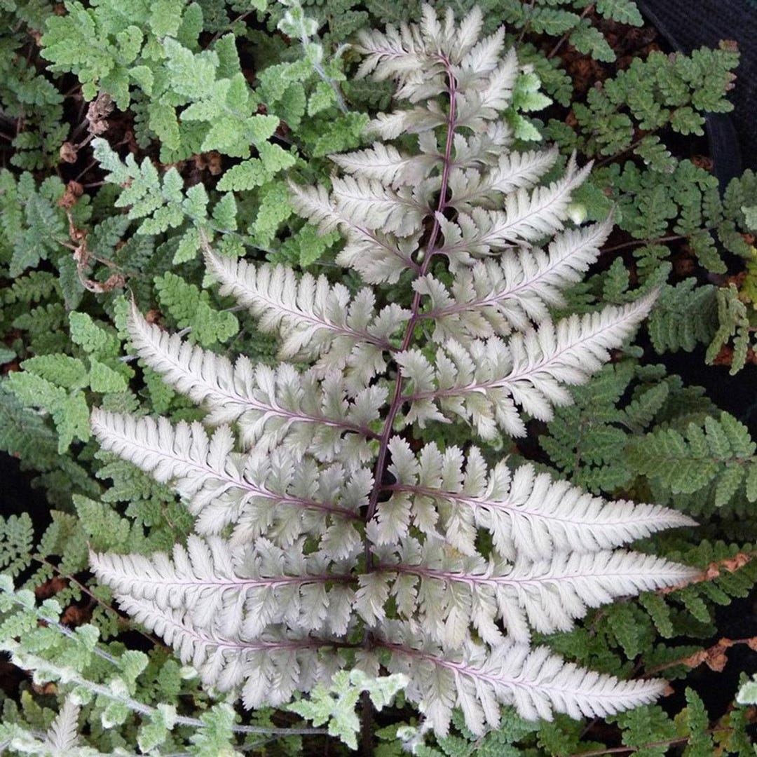 Silver Metallic Fern - Etsy