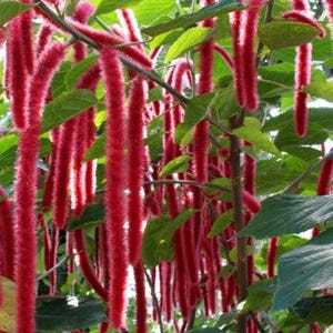Strawberry Red Firetail Chenile Tropical Vine Starter Plant House Plant ...
