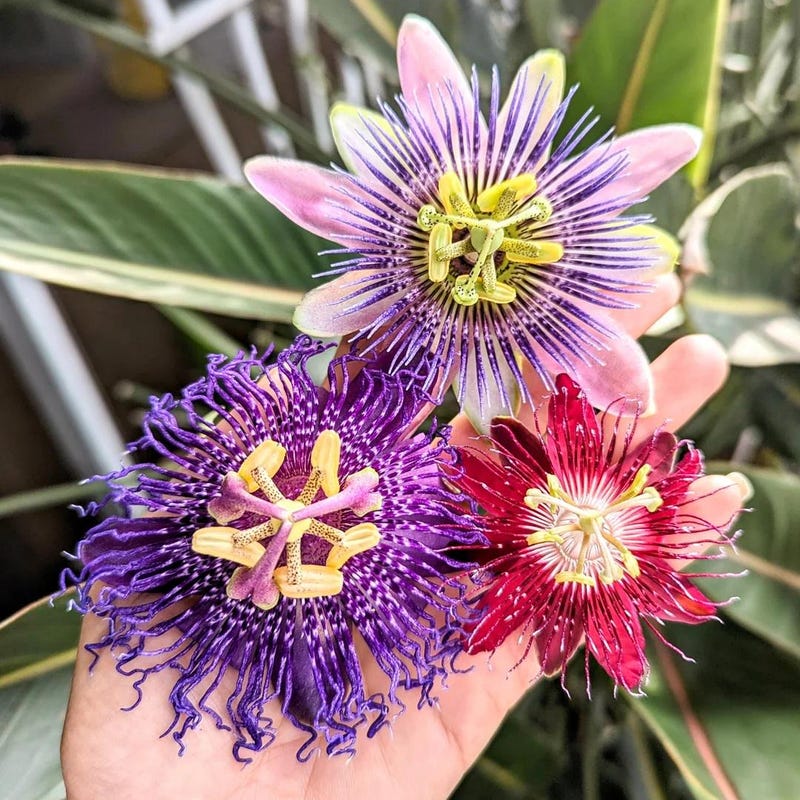 Purple Lady Plant - Etsy