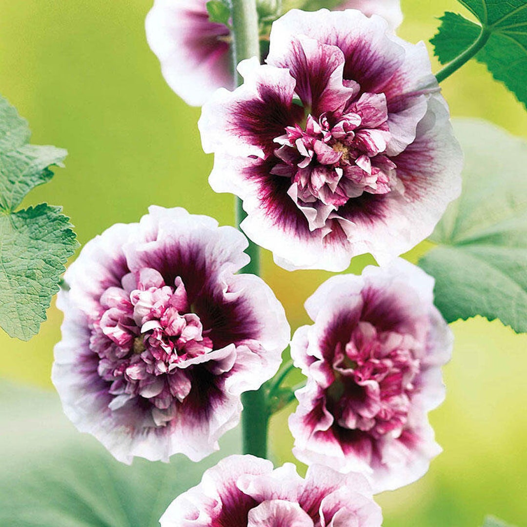 Creme De Cassis Double Hollyhock Live Plant Perennial Purple and White ...
