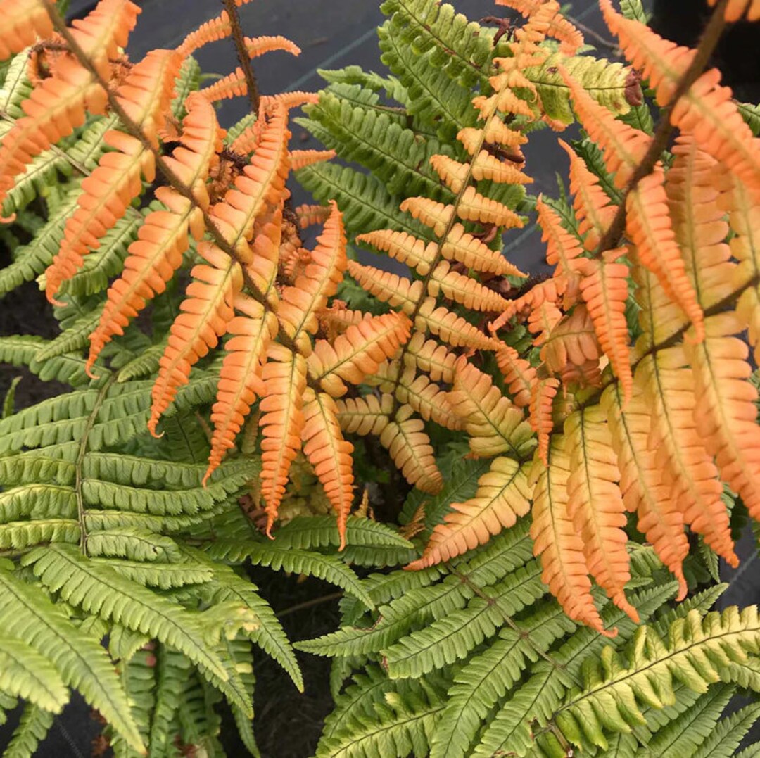 Jurassic Gold Fern Outdoor Full to Part Shade Live House Plant PPP Fast ...