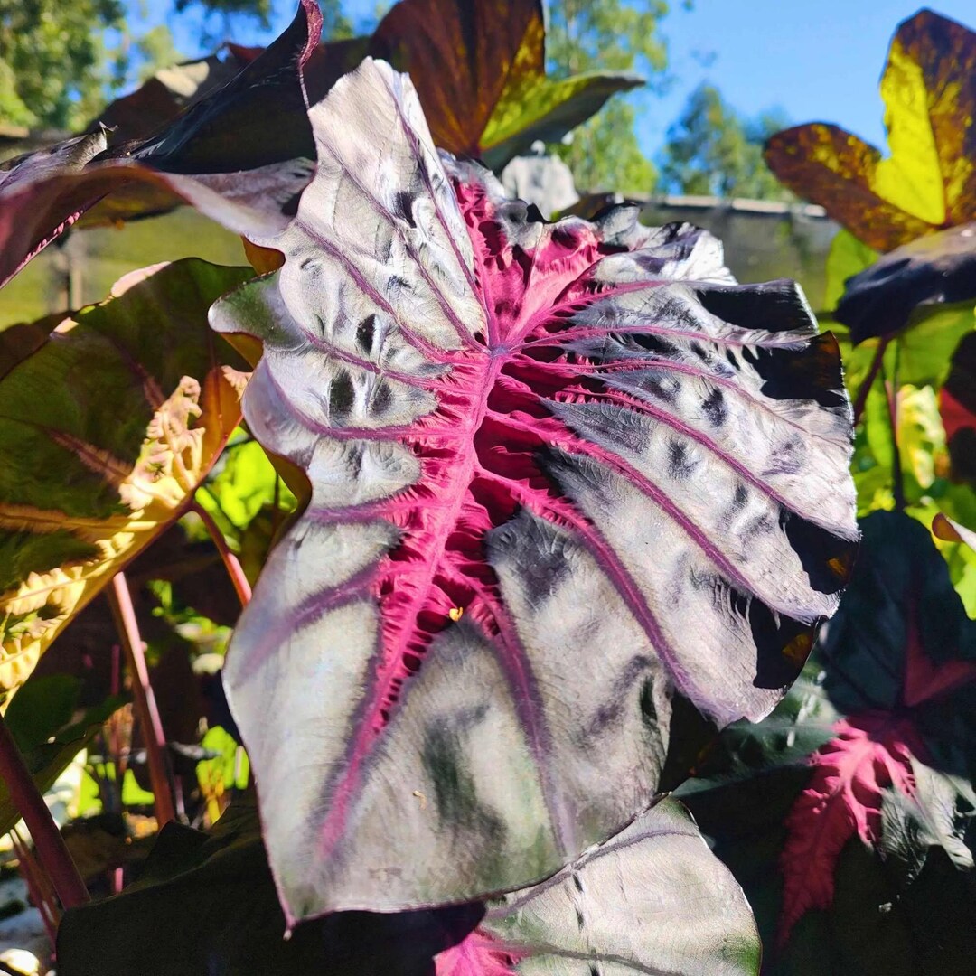 DARK Redemption Elephant Ear Colocasia - Stunning Easy to Grow ...