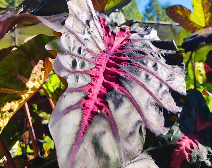 DARK Redemption Elephant Ear Colocasia - Stunning Easy to Grow ...