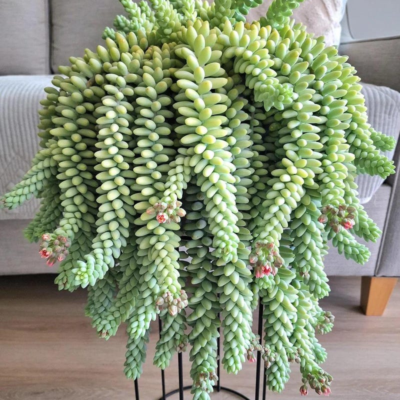 Trailing Succulents - Etsy