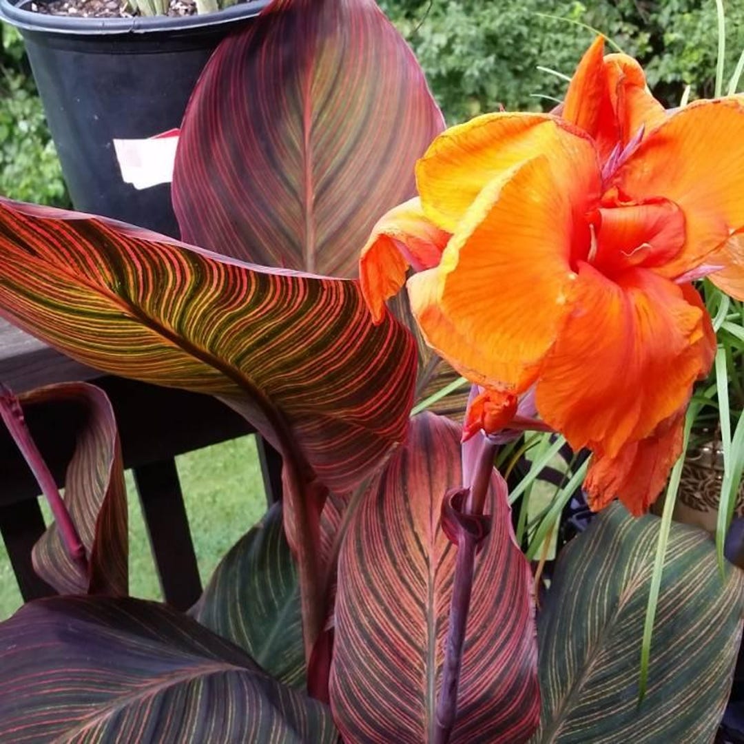 Lily Canna Durban Variegated Leaf Striped Color Orange Flower Tropical ...