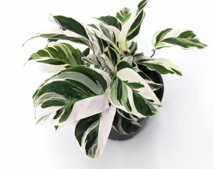 White Fusion Calathea 2.5" X 4" Inch Pot Small Starter Size House Plant ...