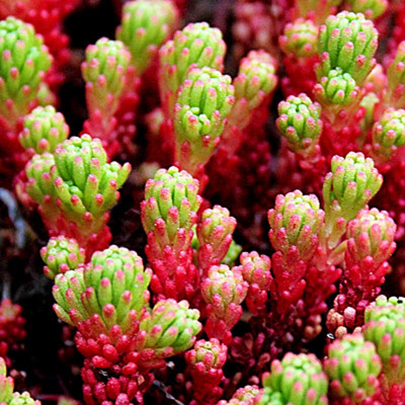 Red Sedum - Etsy