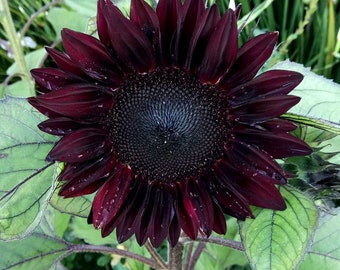 Chianti Sunflower Live Plants Flowers Organic Red Flower - Etsy