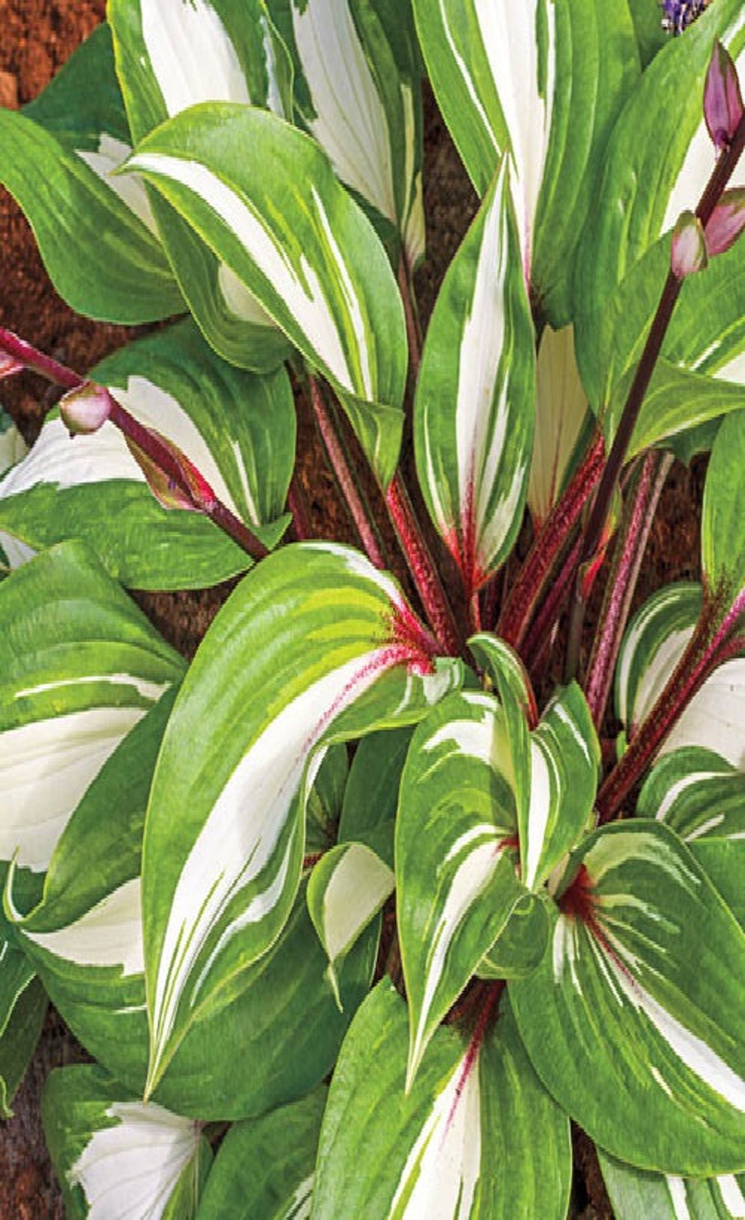 SUPER SALE - 2 PACK Hosta Raspberry Sundae Live Plant Perennial Mature ...