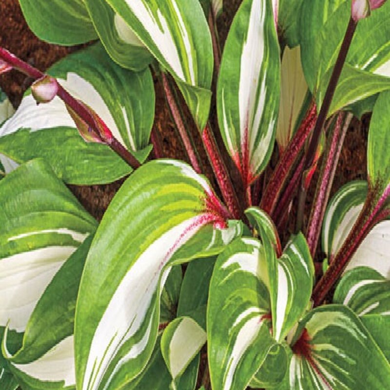 Red Hosta Plant - Etsy