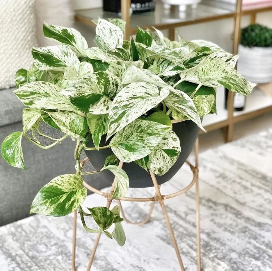 Marble Queen Pothos Houseplant Live Plant Potted - Etsy