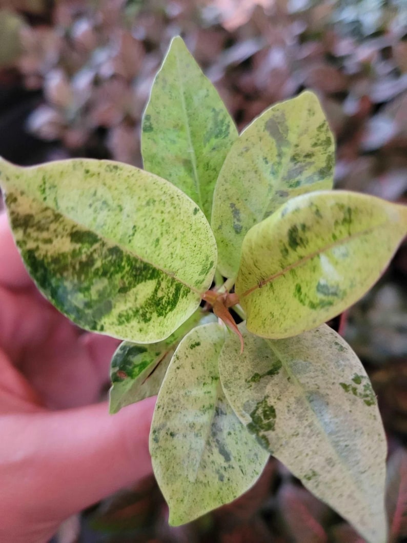 Variegated Ficus Moonshine Shivereana Rubber Tree House Plant Small ...