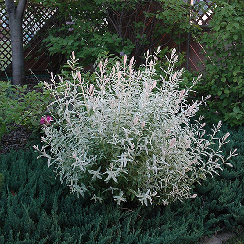 Dappled Willow Tree - Etsy