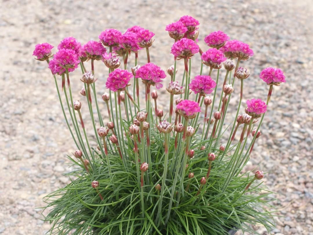 Pink Sea Thrift Perennial Flower Live Plants Ground Cover Great for ...