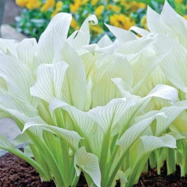 White Feather Hosta - Etsy