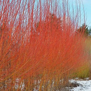 Salix FLAME Willow Tree Bush Shrub Privacy Fence Live Plants Gifts Pot ...