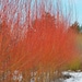 Salix FLAME Willow Tree Bush Shrub Privacy Fence Live Plants Gifts Pot ...