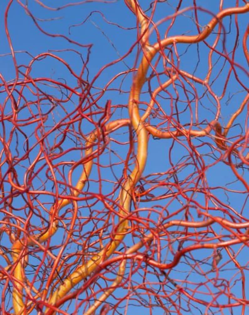 Cuttings Scarlet Curls Corkscrew Weeping Willow Tree Salix Fresh Cut ...
