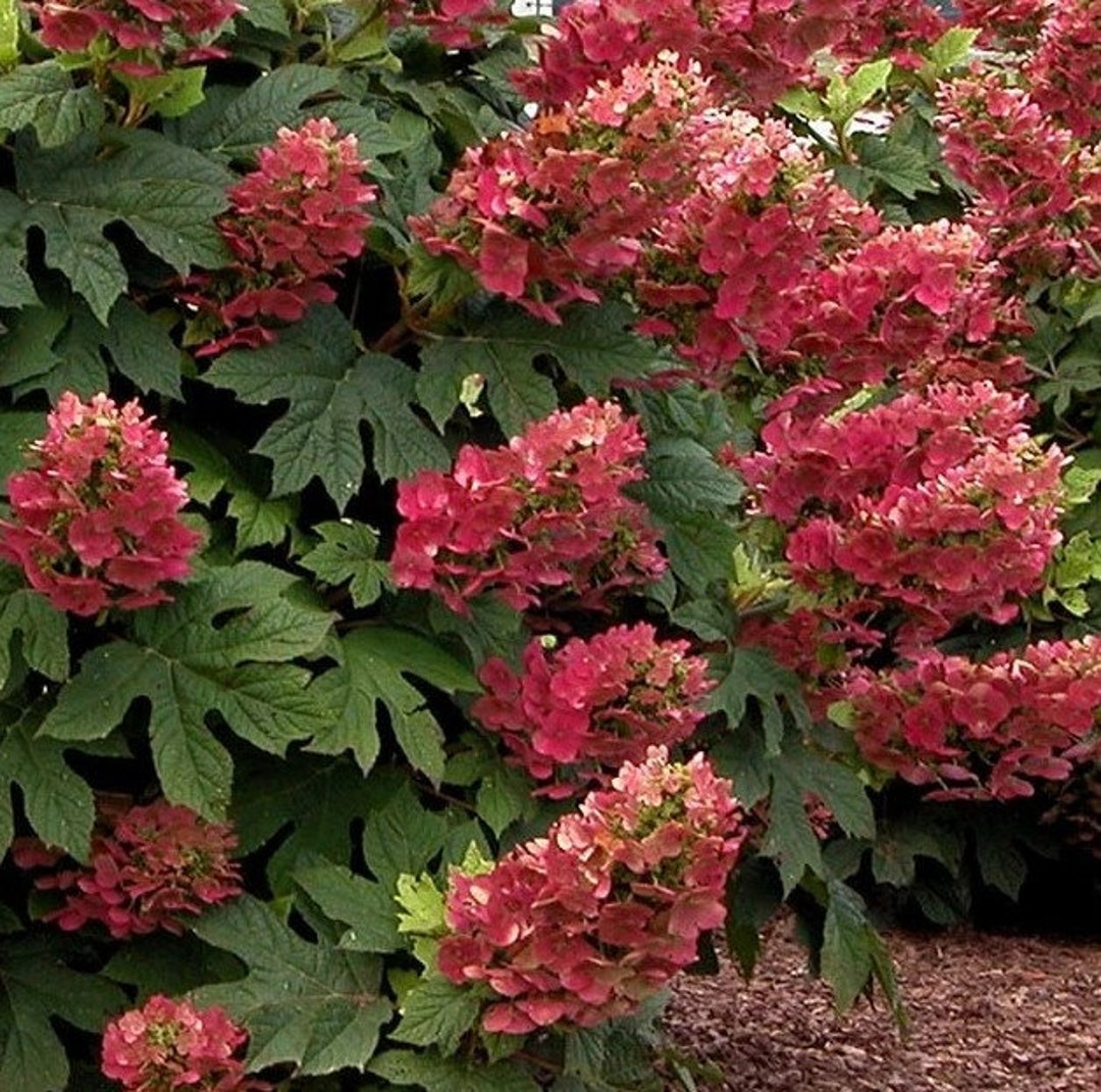 Ruby Slippers Hydrangea Plant Live Landscaping Plants Perennial Shrubs - Etsy