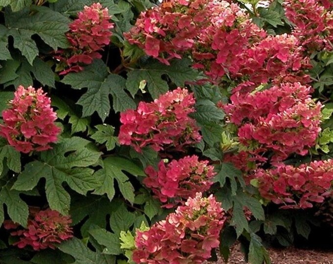Ruby Slippers Hydrangea Plant Live Landscaping Plants Perennial Shrubs ...