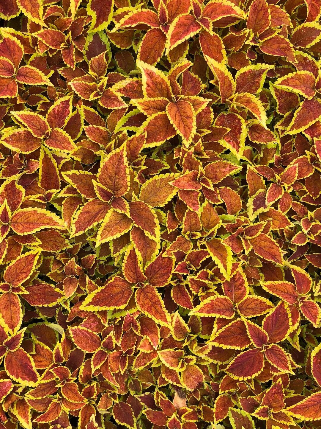 Coleus 'rustic Orange' Live Plant Potted 2.5 X 4 Pot Landscaping Plants ...