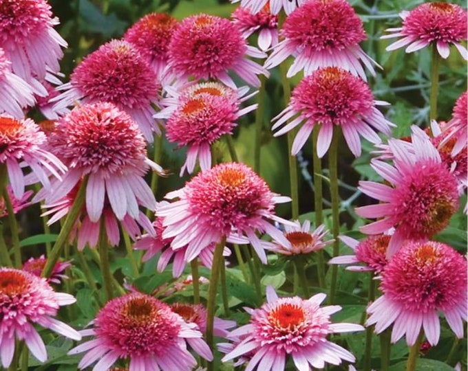 FALL PLANTING SALE - Echinacea Butterfly Kisses Pink Double Flowers ...