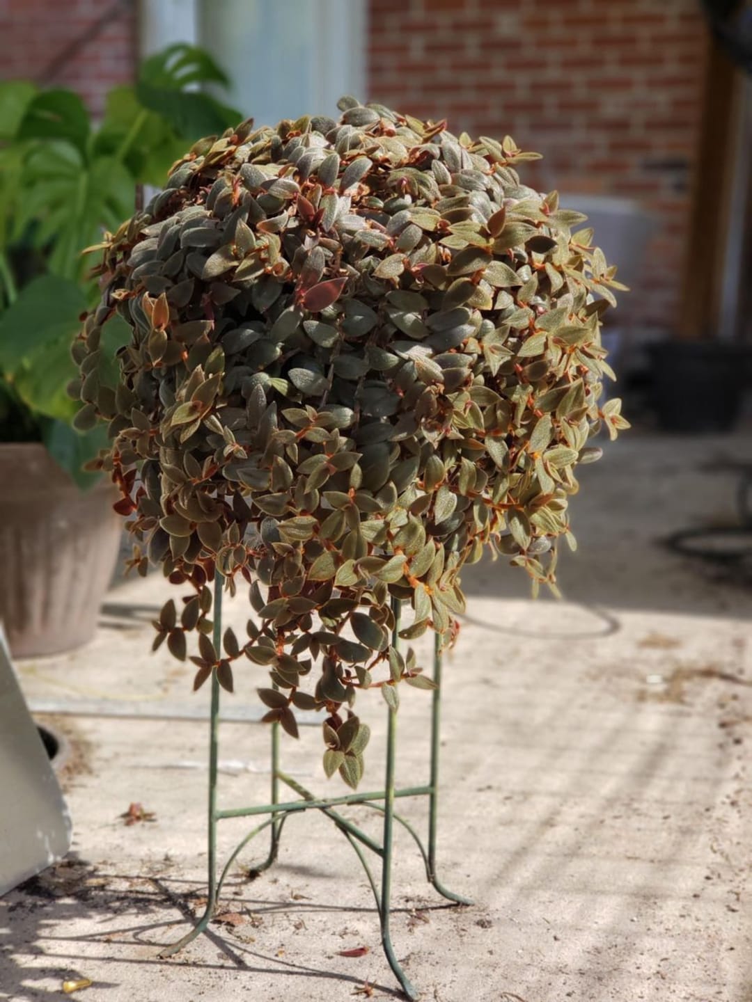 3 Rare Brown Teddy Bear Vine Cuttings Tradescantia House Plants ...