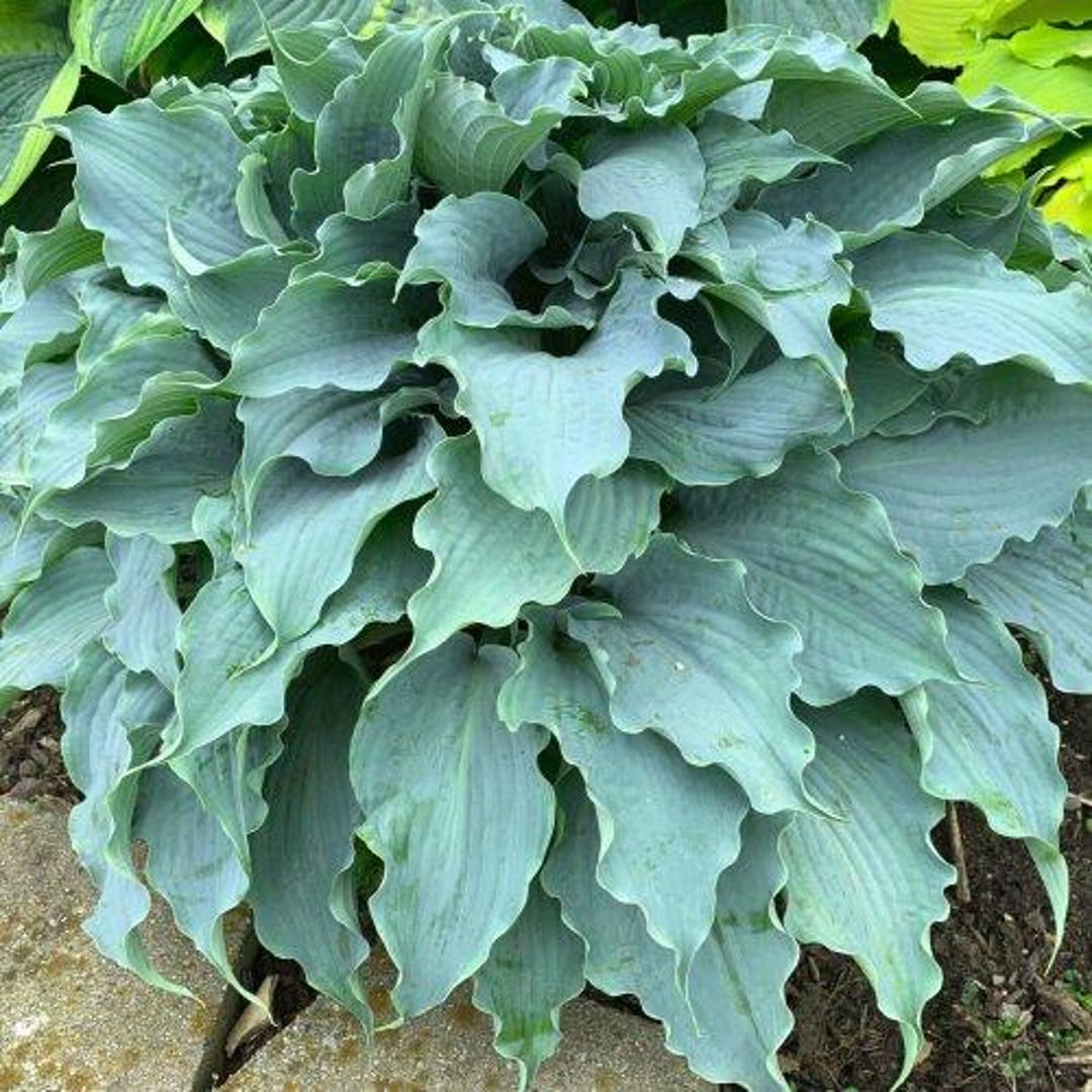 SUPER SALE - 2 PACK Hosta Wind Beneath My Wings Live Plant Perennial ...
