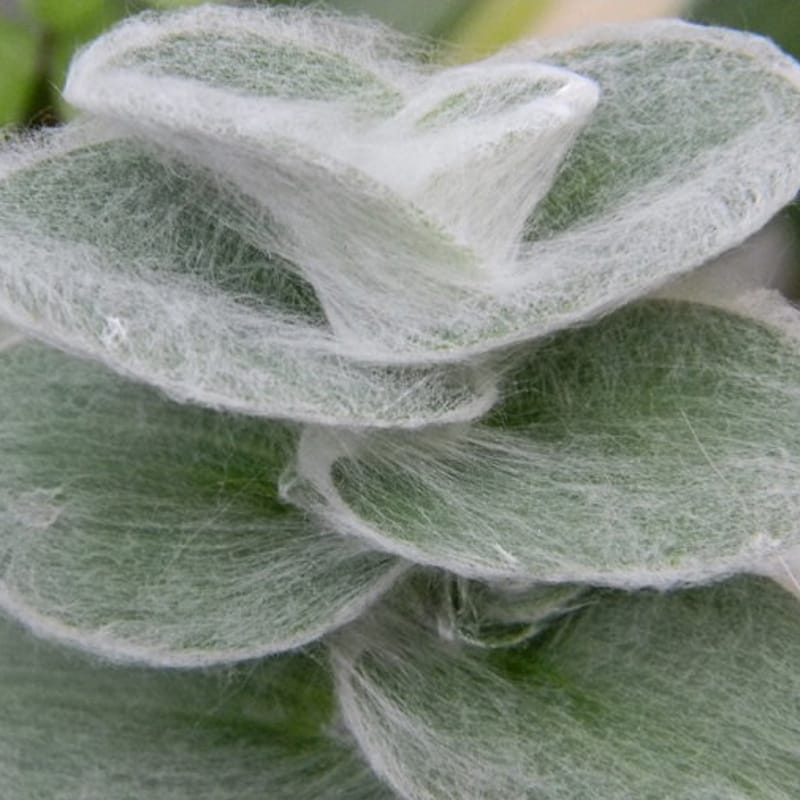 Fuzzy Leaf House Plants - Etsy