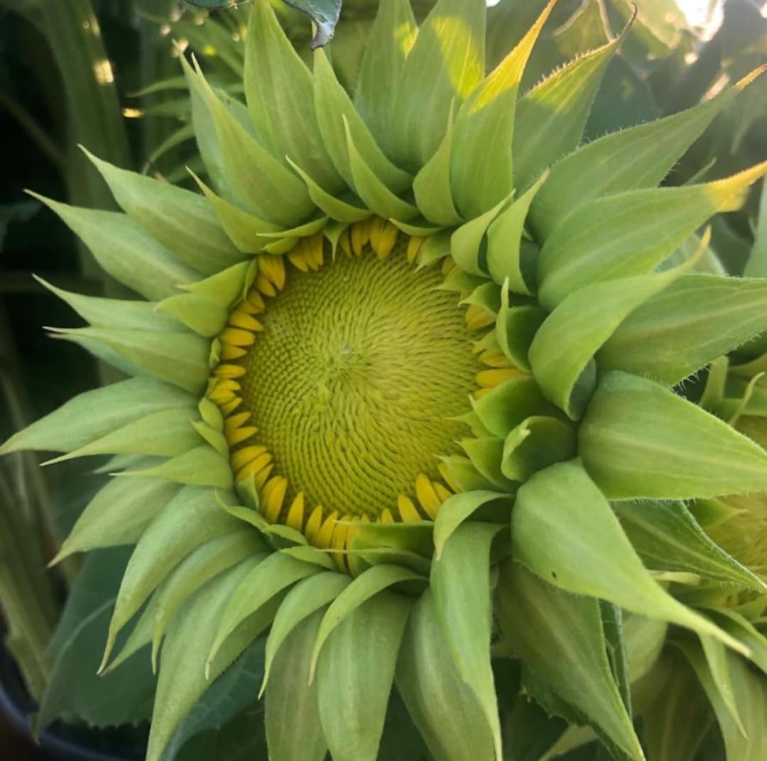 Green Sunflower Seeds Sunfill Organic Flower Seed USA Grown - Etsy