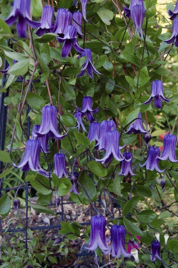 Ohio Bell Blue Flowers Vine Ask A Master Gardener: Creeping Bellflower