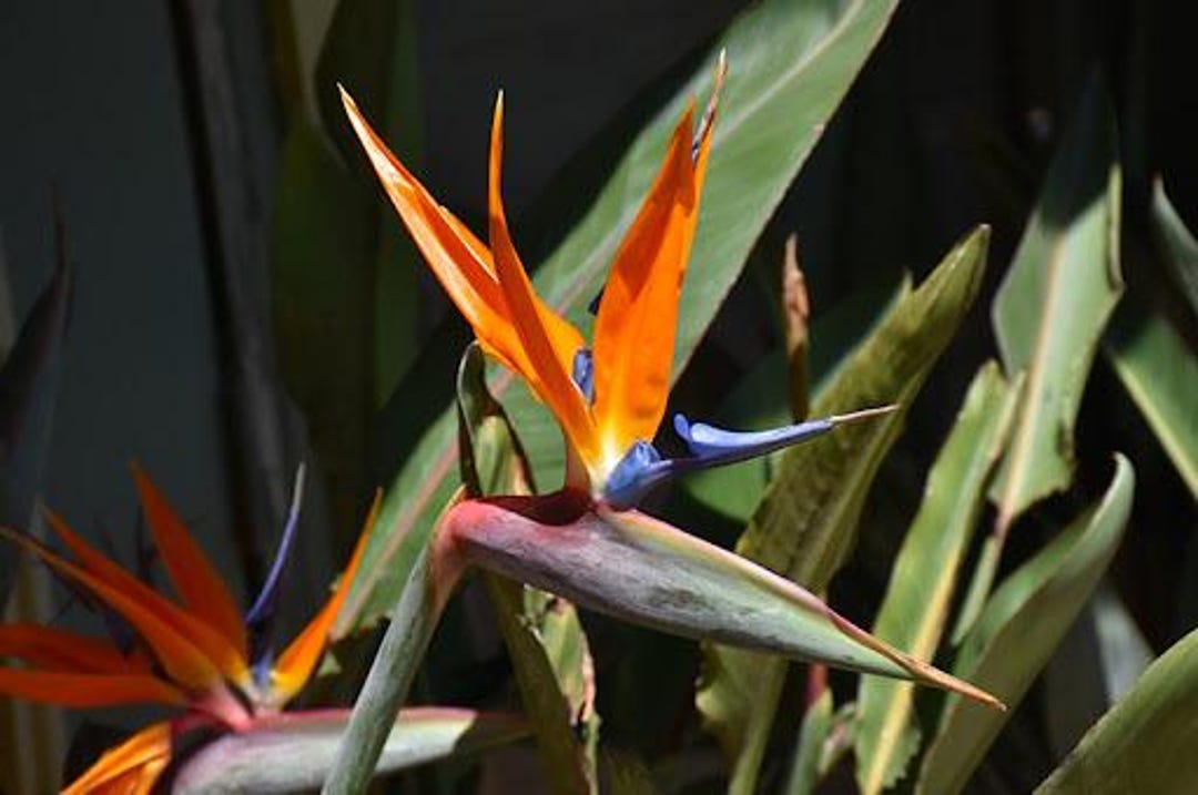 Orange Bird of Paradise Houseplants - Etsy