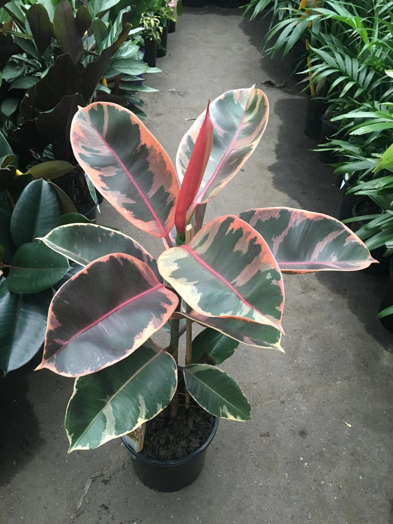 PRE-ORDER SALE - Strawberry Ruby Rubber Tree House Plant - Etsy